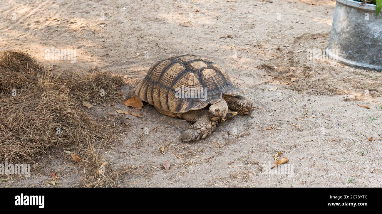 Le processus de l'accouplement des tortues dans le zoo. Reproduction de ...