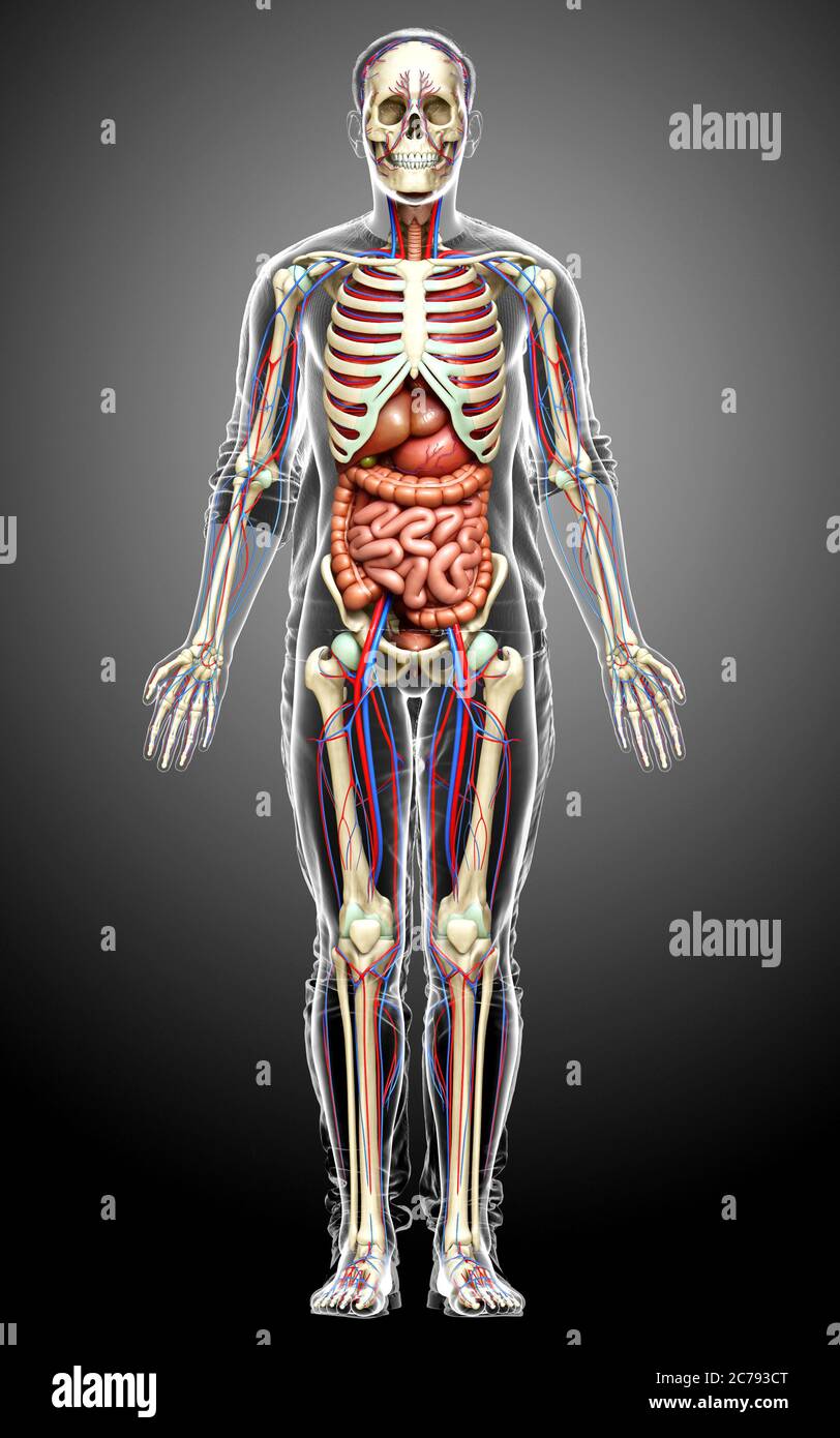 3d a rendu une illustration médicale précise des organes internes, du ...