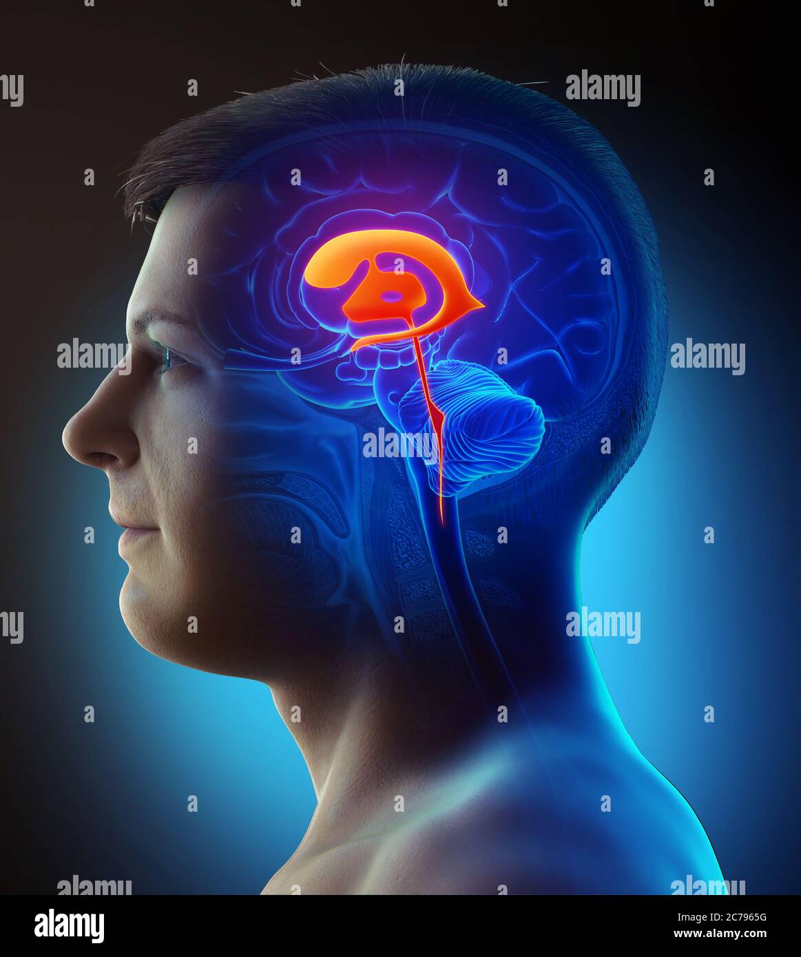 illustration médicale de rendu 3d de l'anatomie des ventricules ...