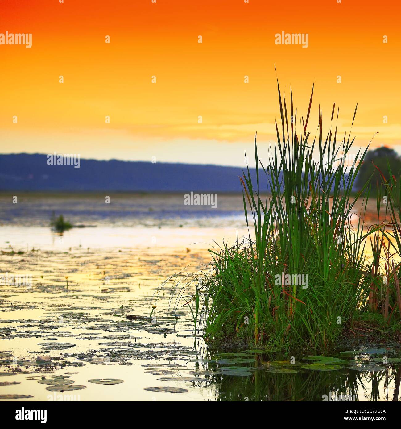 Rive du lac avec des roseaux Banque de photographies et d’images à haute résolution - Alamy