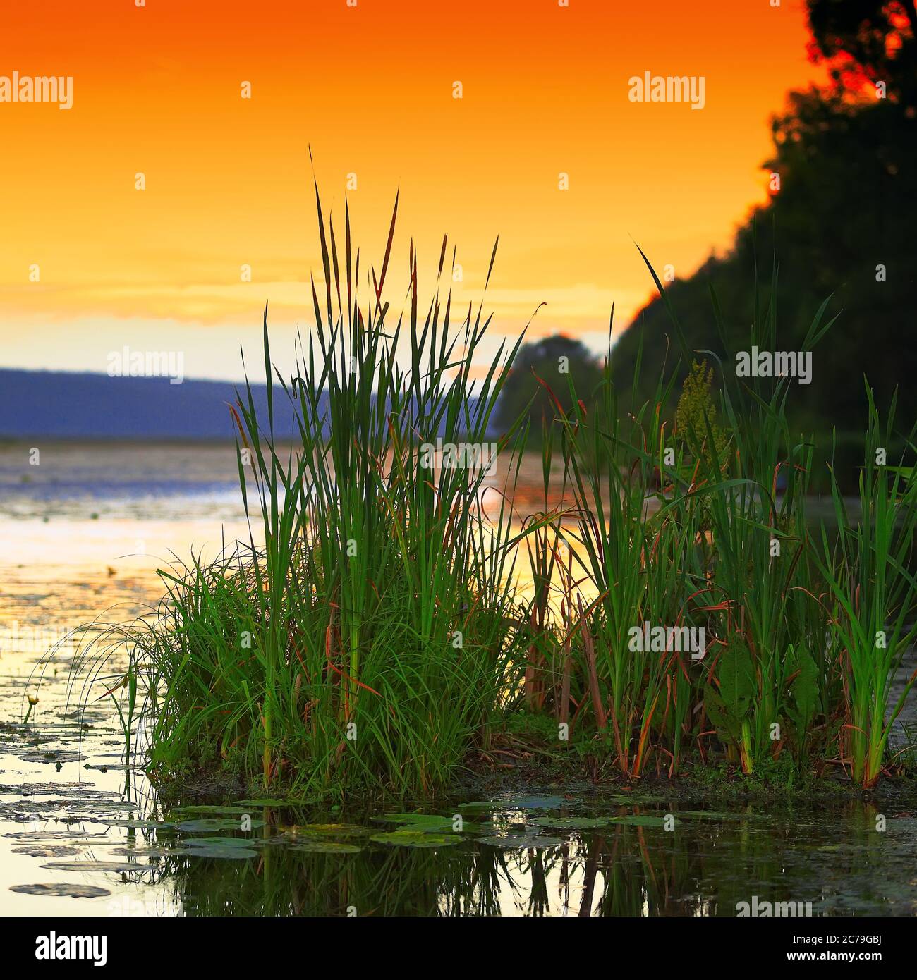 Rive du lac avec des roseaux Banque de photographies et d’images à haute résolution - Alamy