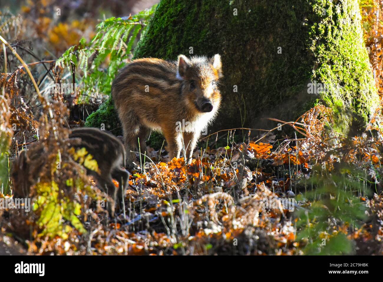 Baby boar Banque de photographies et d’images à haute résolution - Alamy
