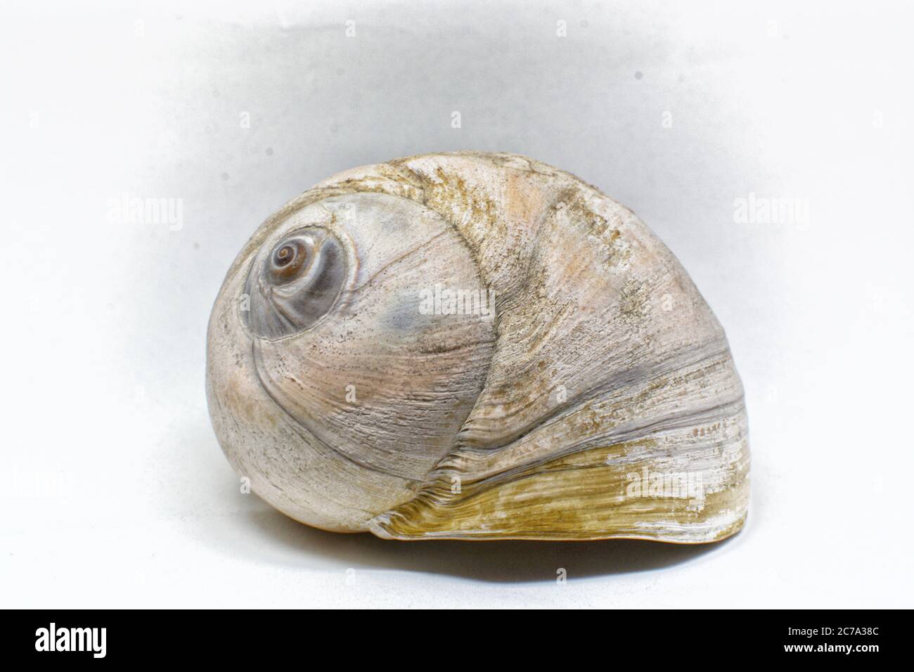 Coquille de lune Banque de photographies et d’images à haute résolution ...