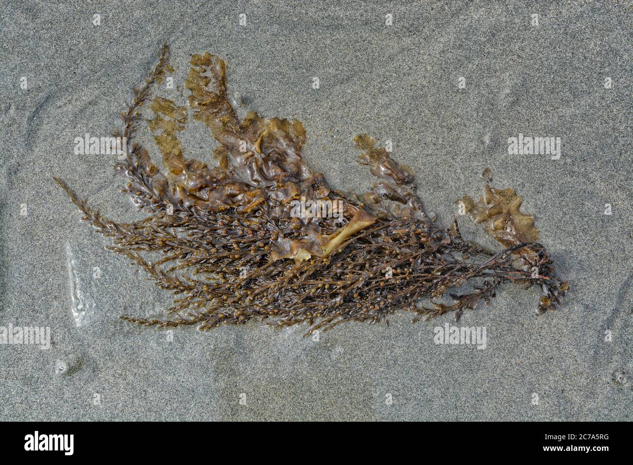 Algues brunes Banque de photographies et d’images à haute résolution - Alamy