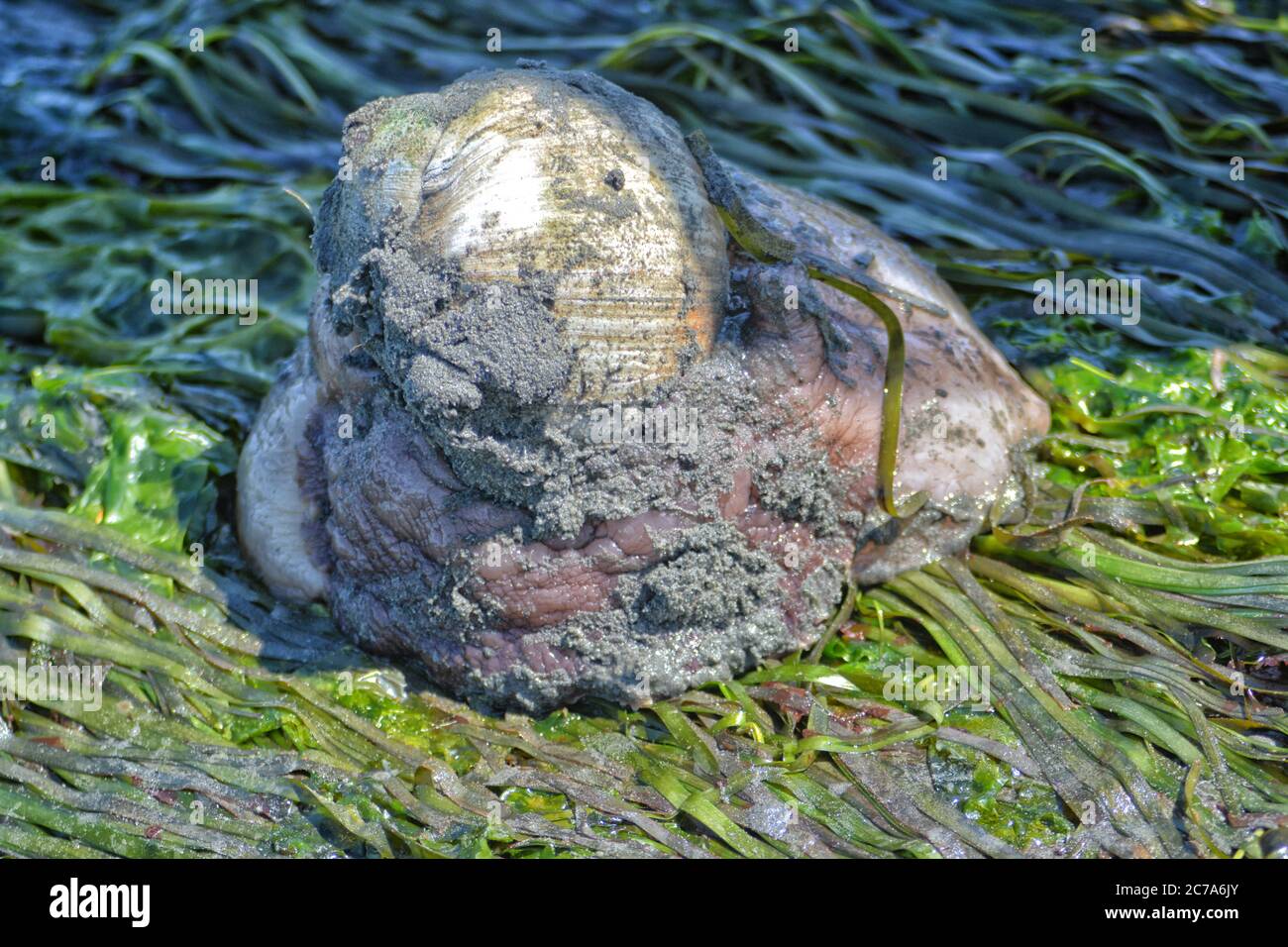 Escargot lewiss moon Banque de photographies et d’images à haute ...