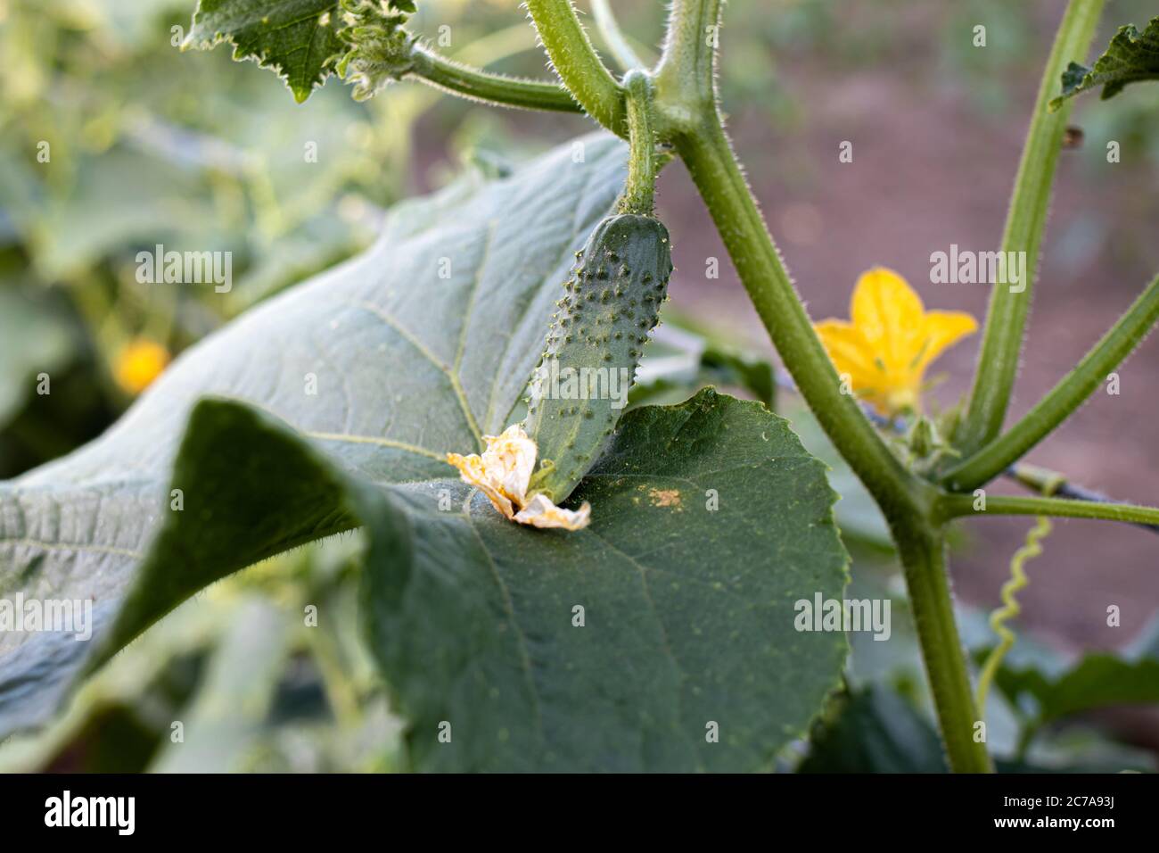 Fleur de concombre Banque de photographies et d’images à haute ...