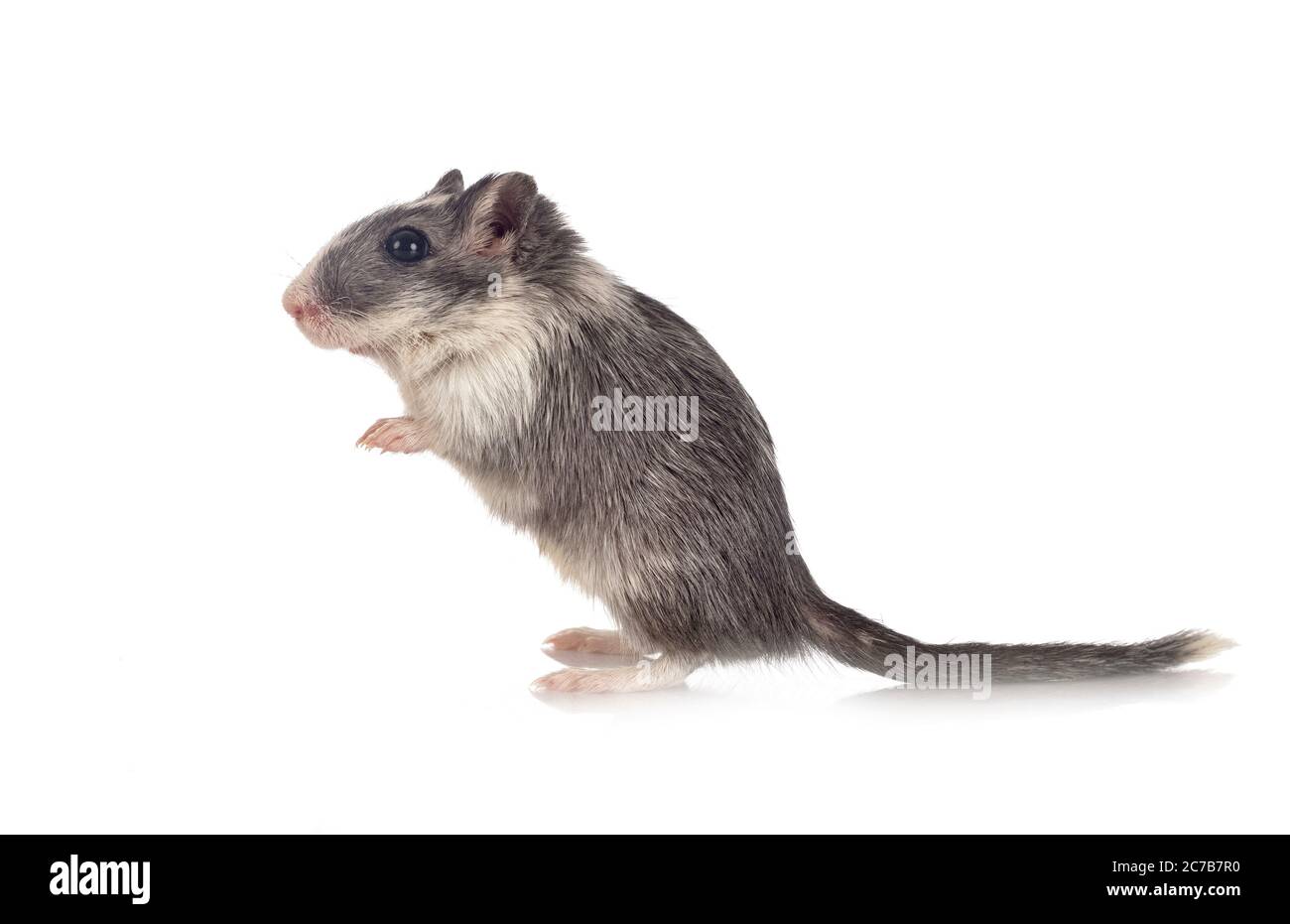 Grey gerbil Banque de photographies et d’images à haute résolution - Alamy