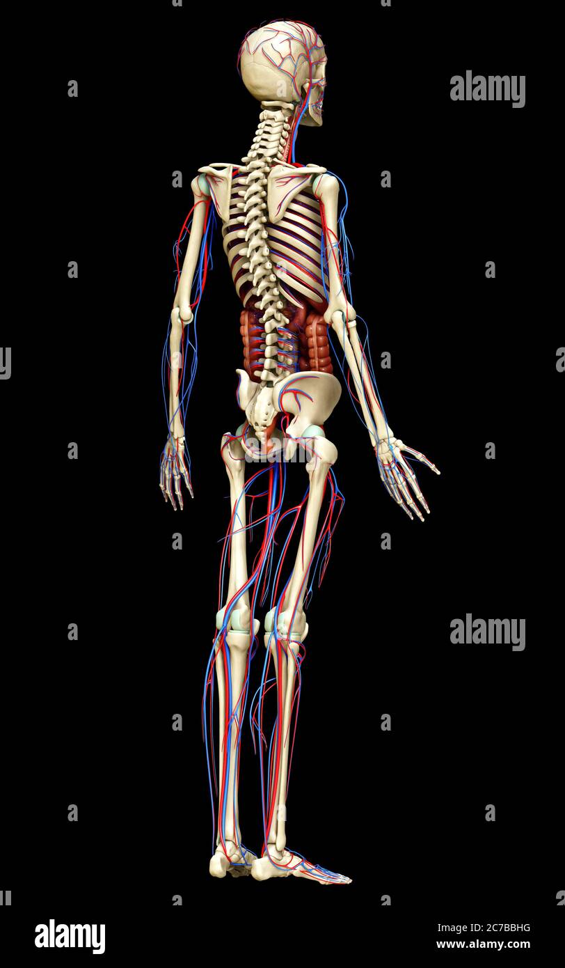 3d a rendu une illustration médicale précise des organes internes, du ...