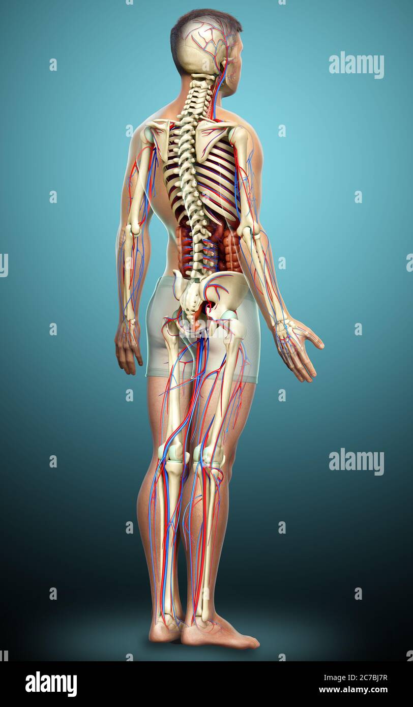 3d a rendu une illustration médicale précise des organes internes, du ...