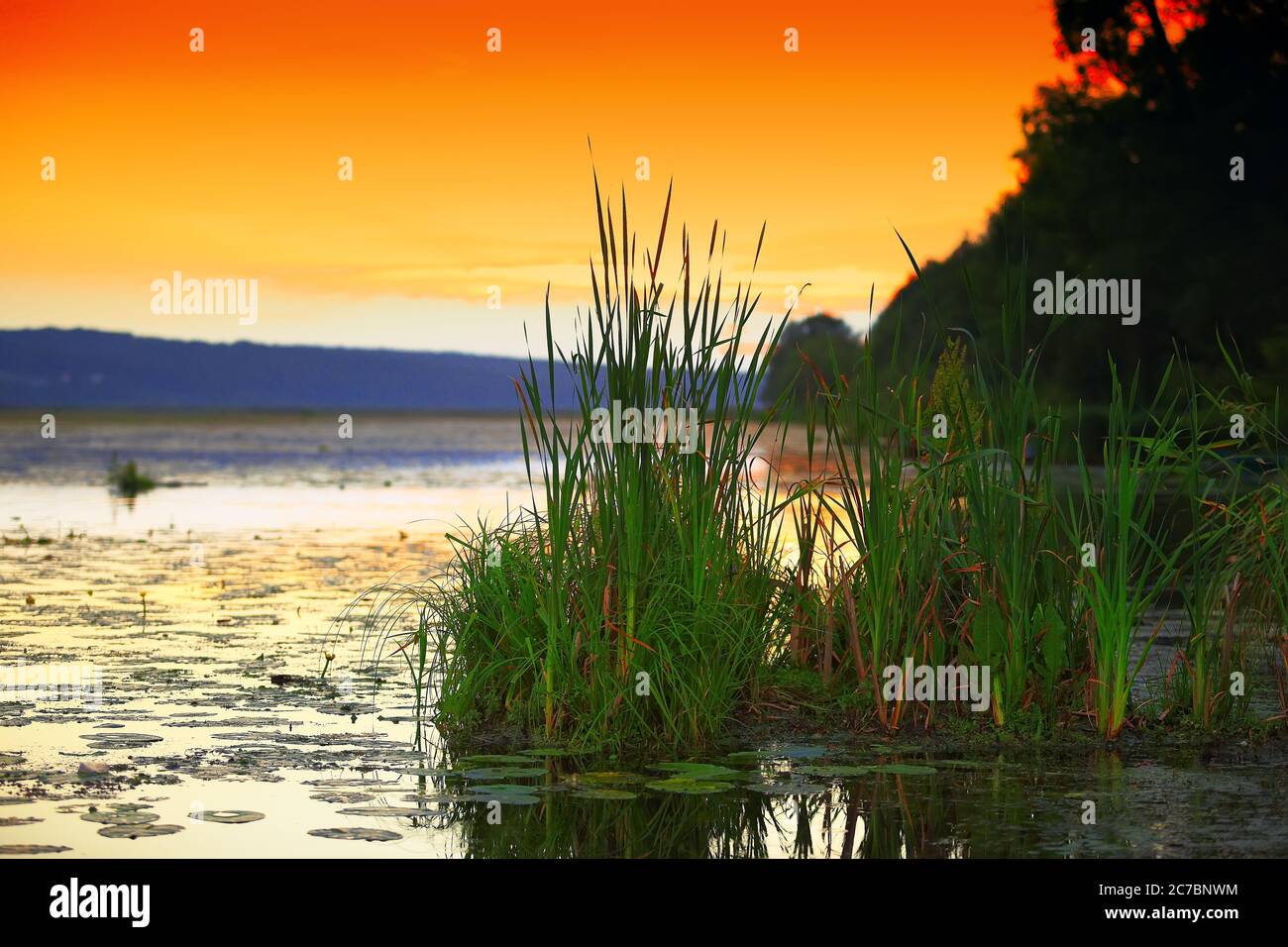 Rive du lac avec des roseaux Banque de photographies et d’images à haute résolution - Alamy