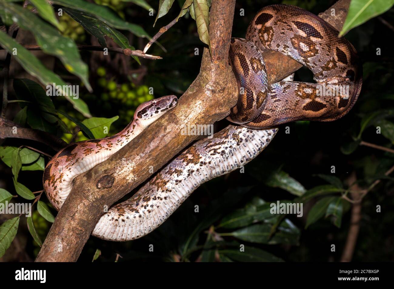 Madagascar boa constrictor Banque de photographies et d’images à haute ...