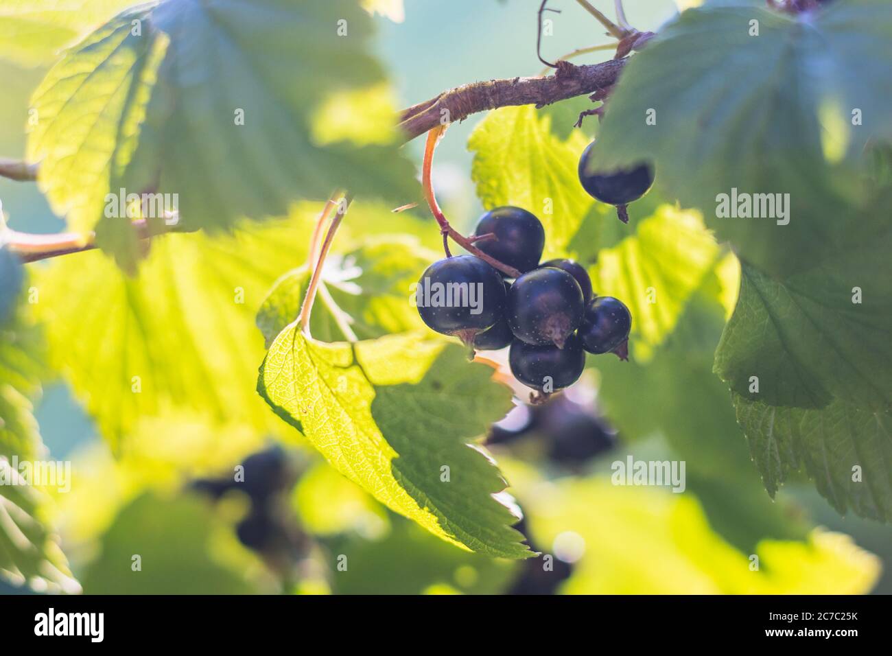 Cassis noir Banque de photographies et d’images à haute résolution - Alamy