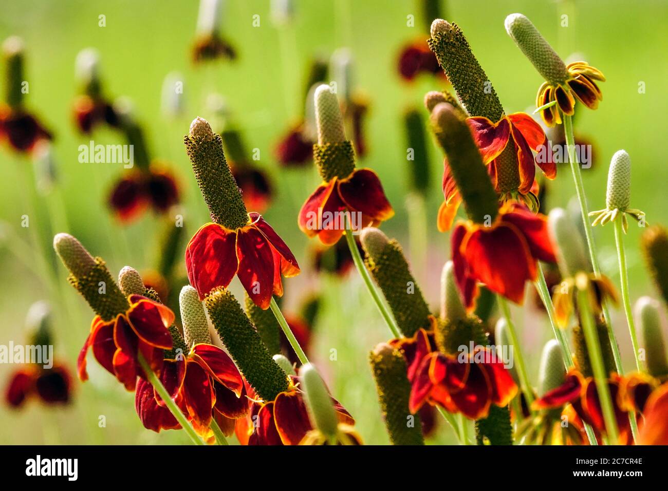 Ratibida columnifera Banque de photographies et d’images à haute ...
