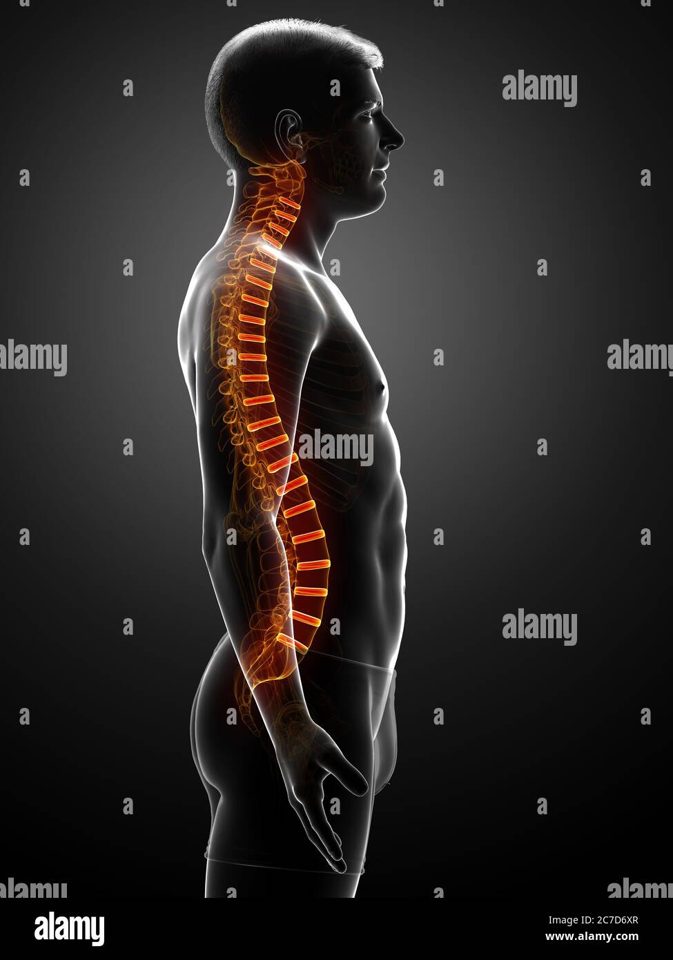 Anatomie du disque intervertébral de la colonne vertébrale Photo Stock ...