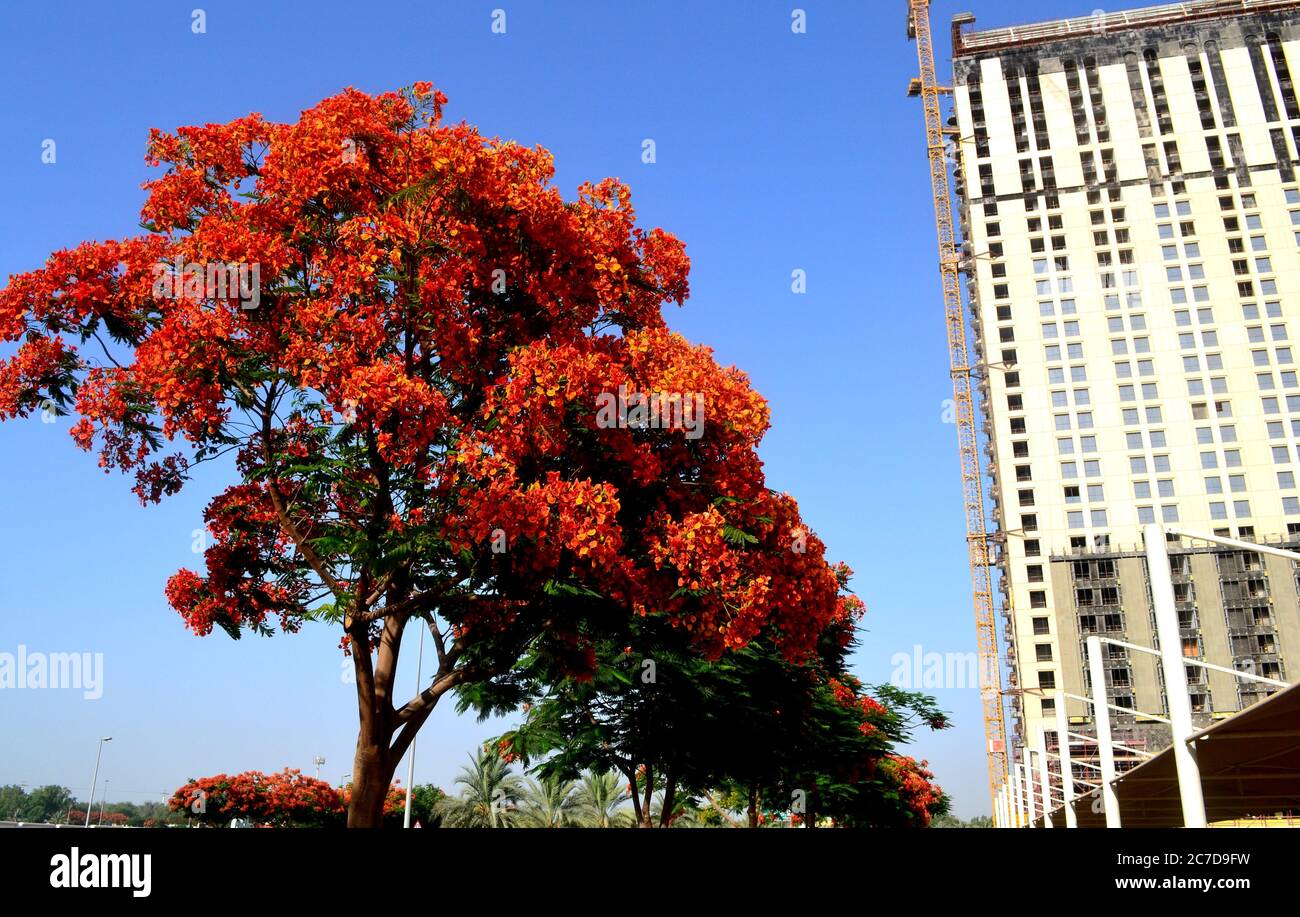 Arbres Flamboyants Banque d'image et photos - Alamy