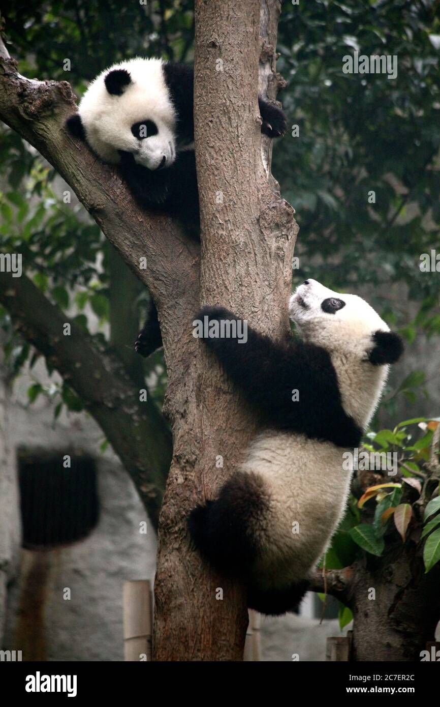 Forêt verticale chengdu Banque de photographies et d’images à haute ...