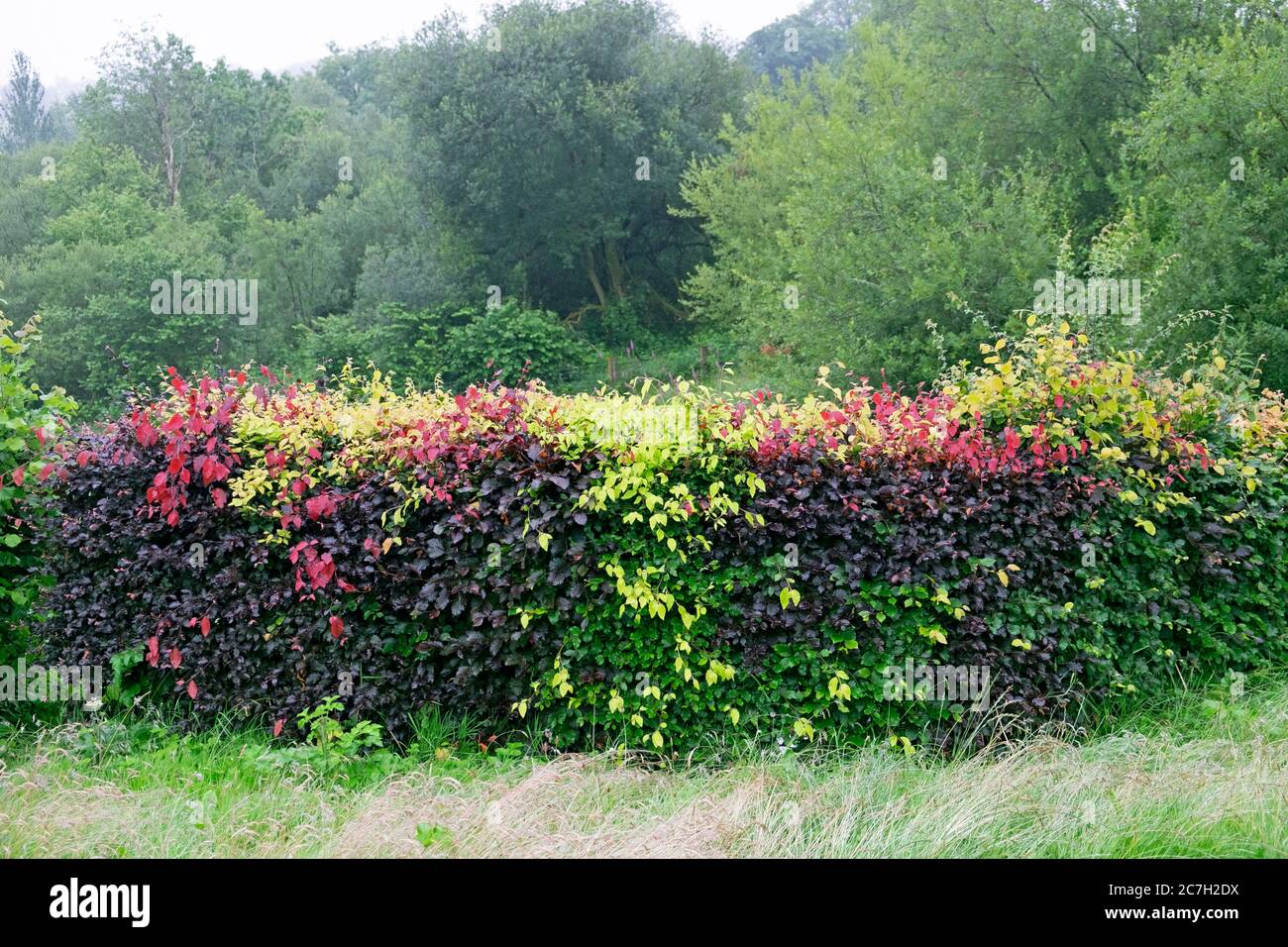Haies de jardin Banque de photographies et d’images à haute résolution ...