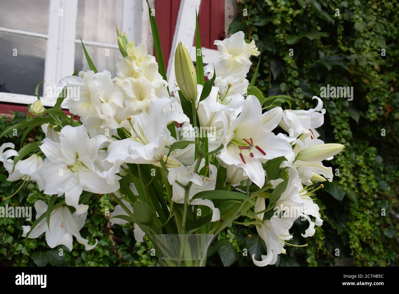 Lys blanc Banque de photographies et d’images à haute résolution - Alamy