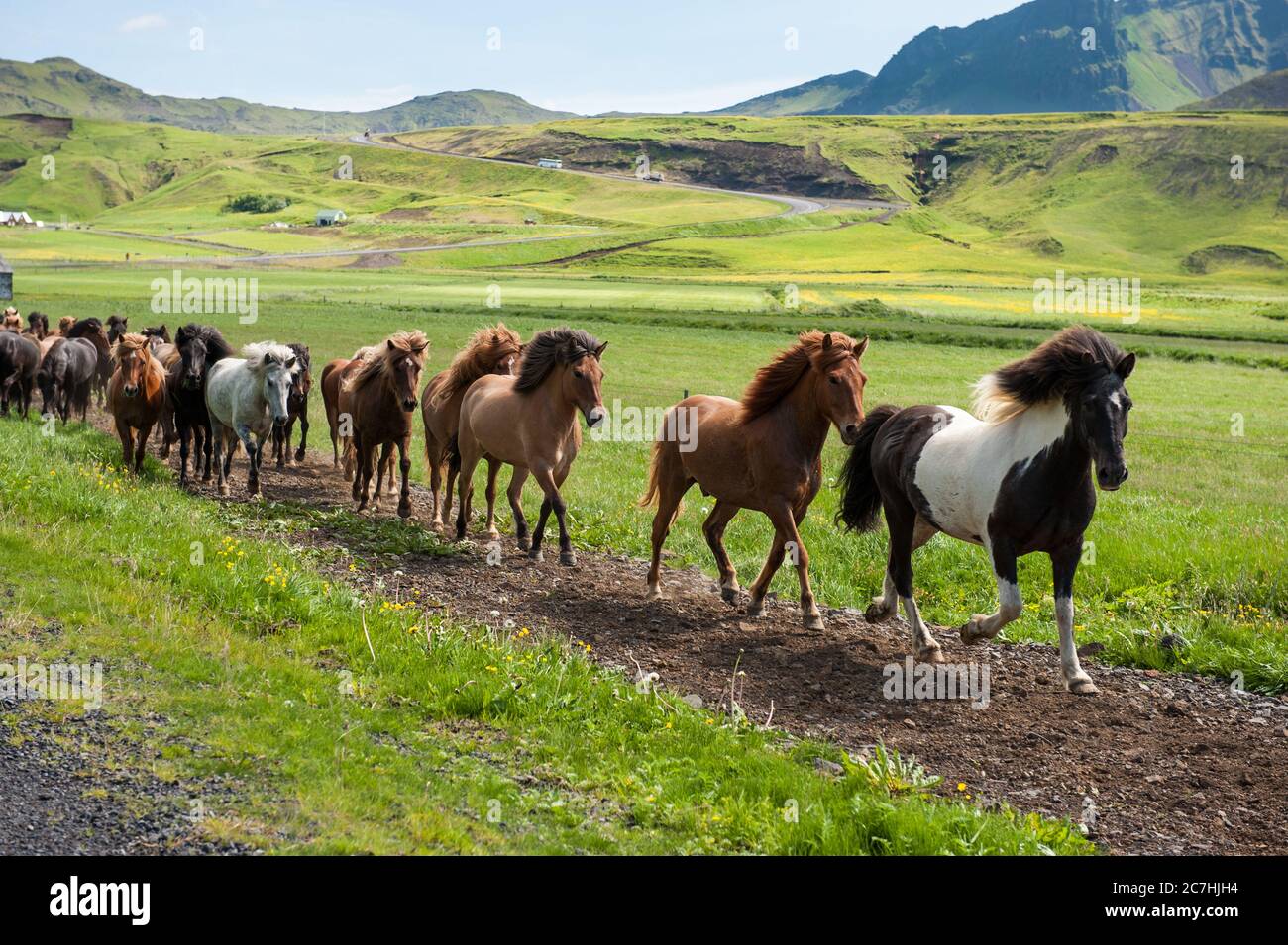 Cheval islandais au galop Banque de photographies et d’images à haute ...