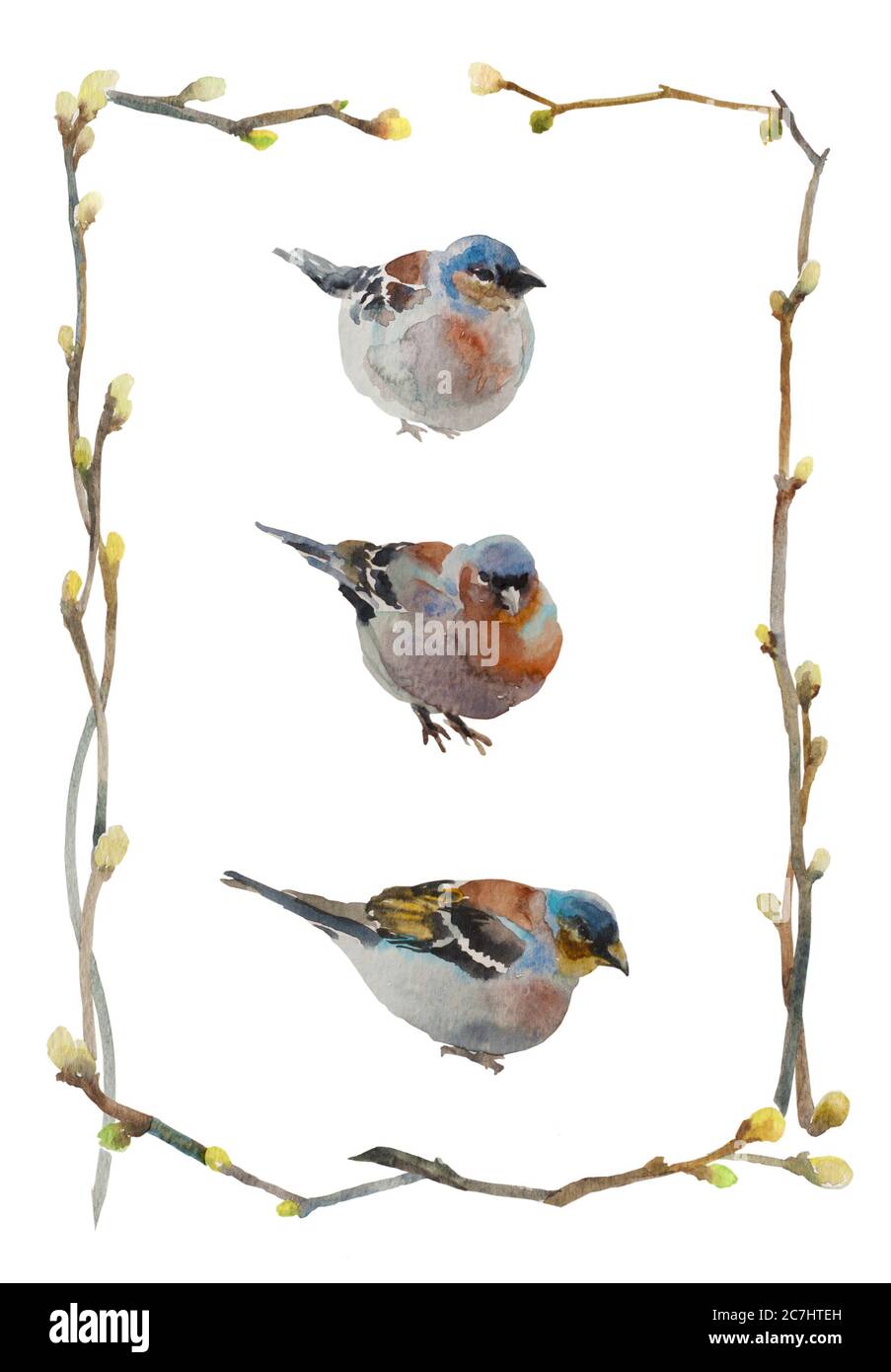 Oiseaux d'aquarelle Banque de photographies et d’images à haute ...