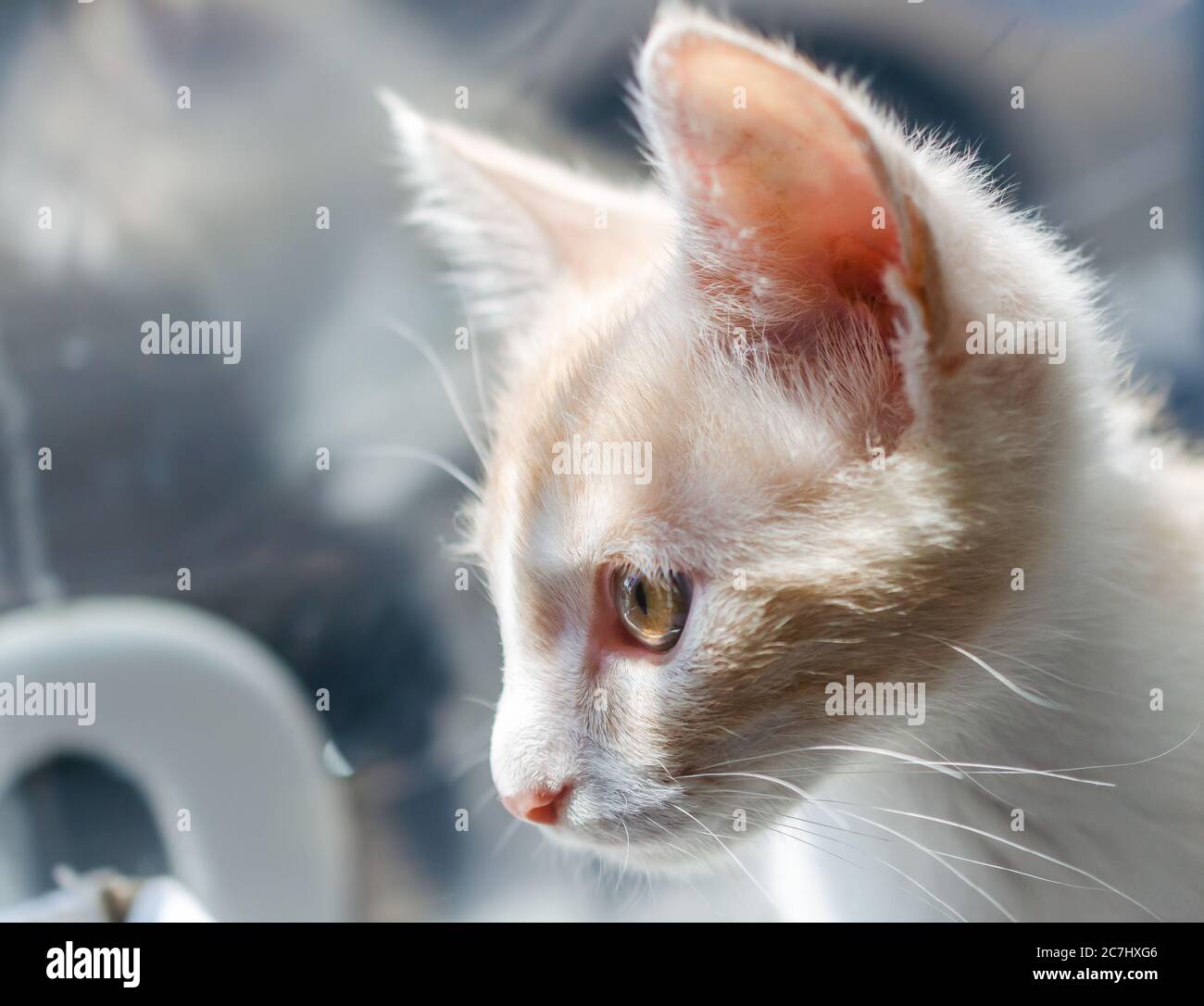 Chaton de sauvetage Banque de photographies et d’images à haute ...