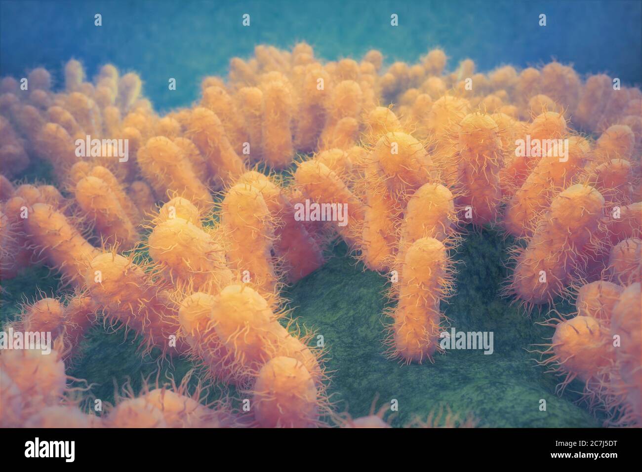 Bacterial flora Banque de photographies et d’images à haute résolution ...