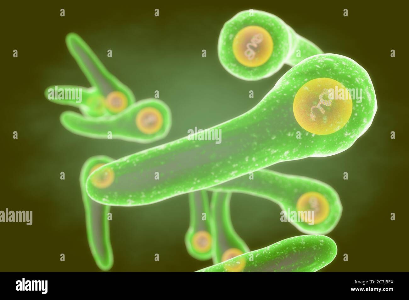 Corynebacterium diphtheriae bacteria Banque de photographies et d ...