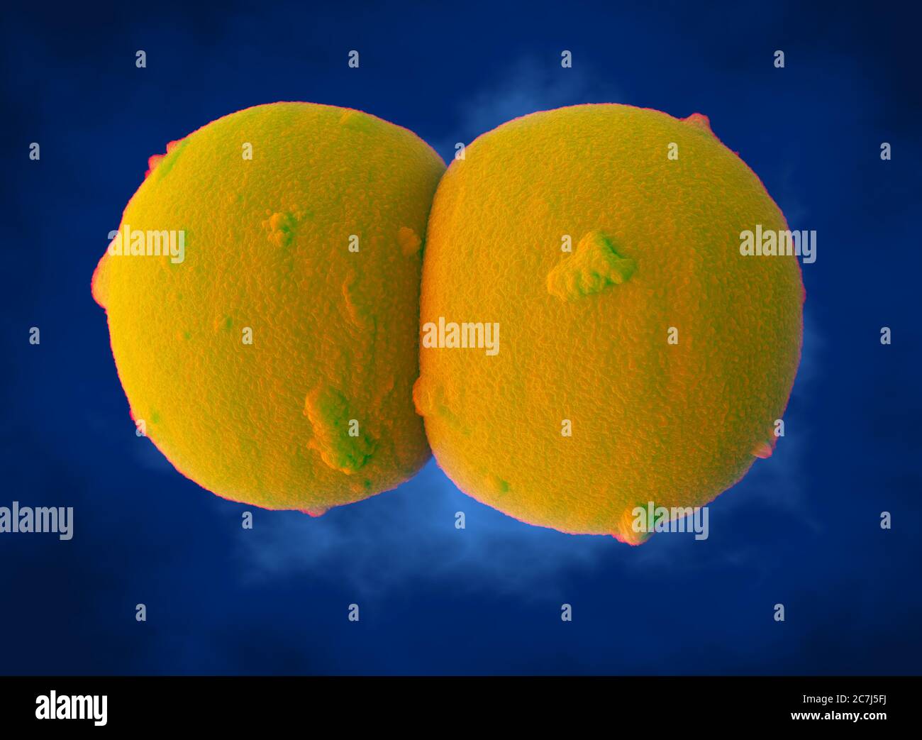 Illustration de la bactérie Neisseria meningitidis. N. meningitidis ...