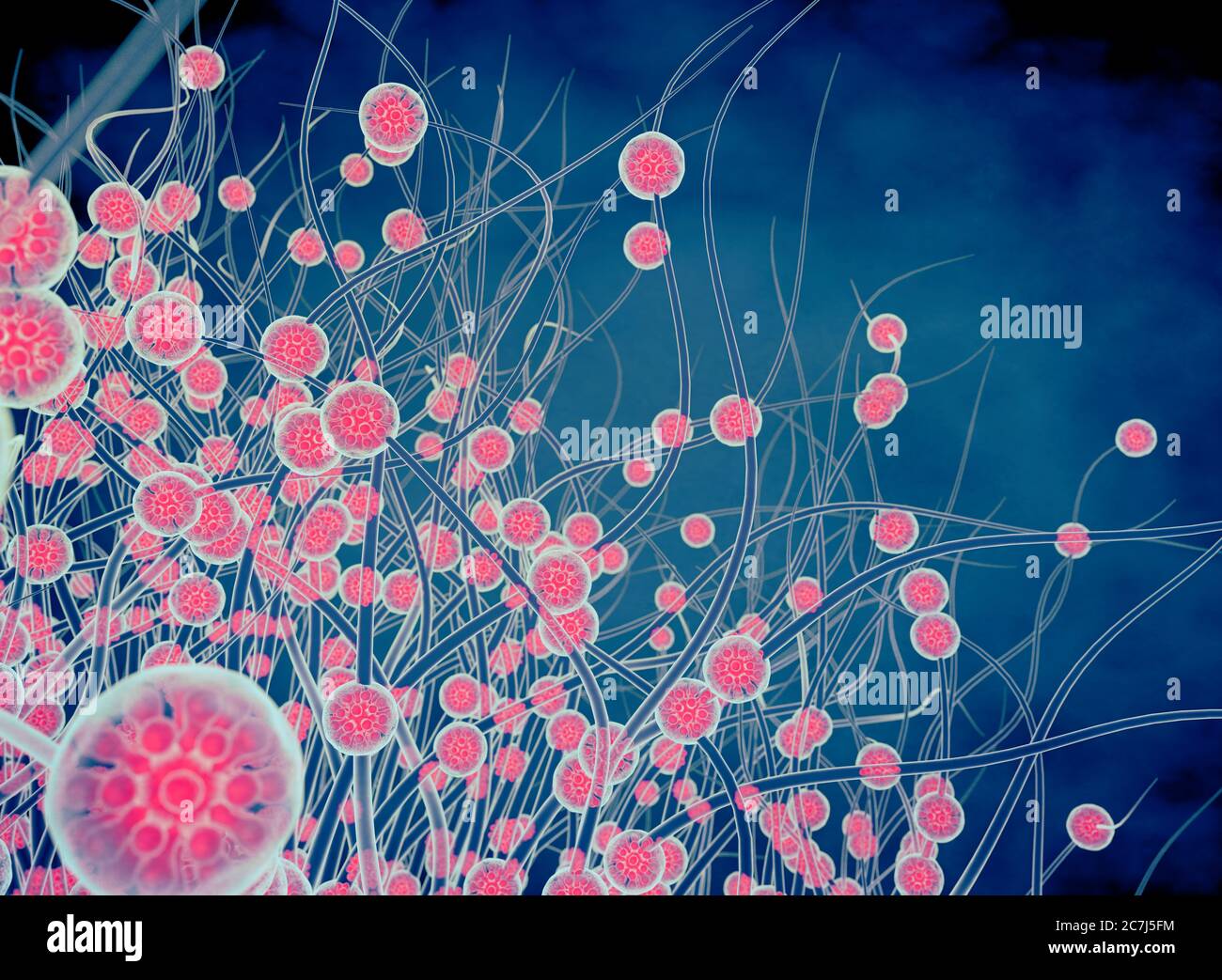 Illustration de spores du champignon de type levure Histoplasma ...