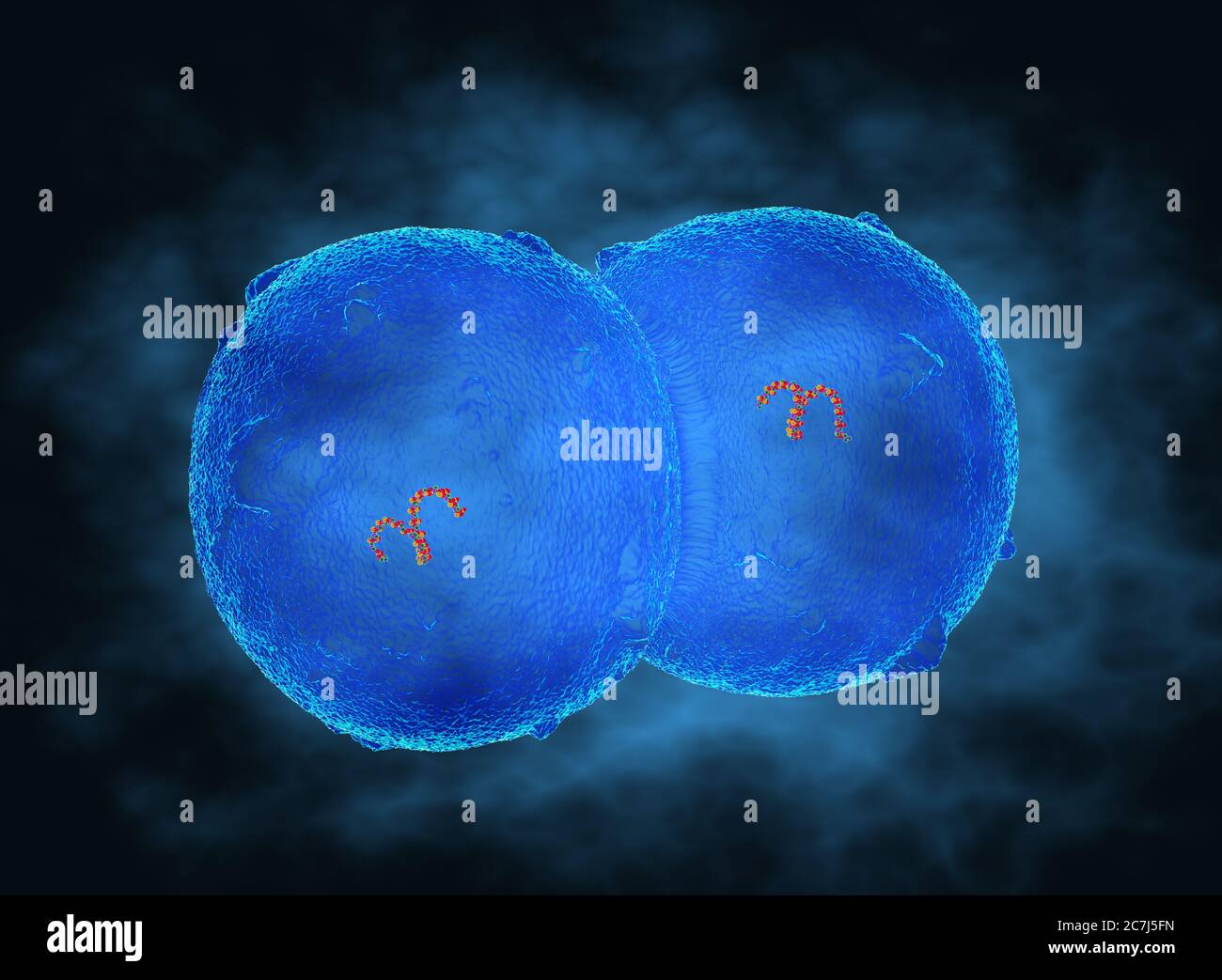 Illustration de la bactérie Neisseria meningitidis. N. meningitidis ...
