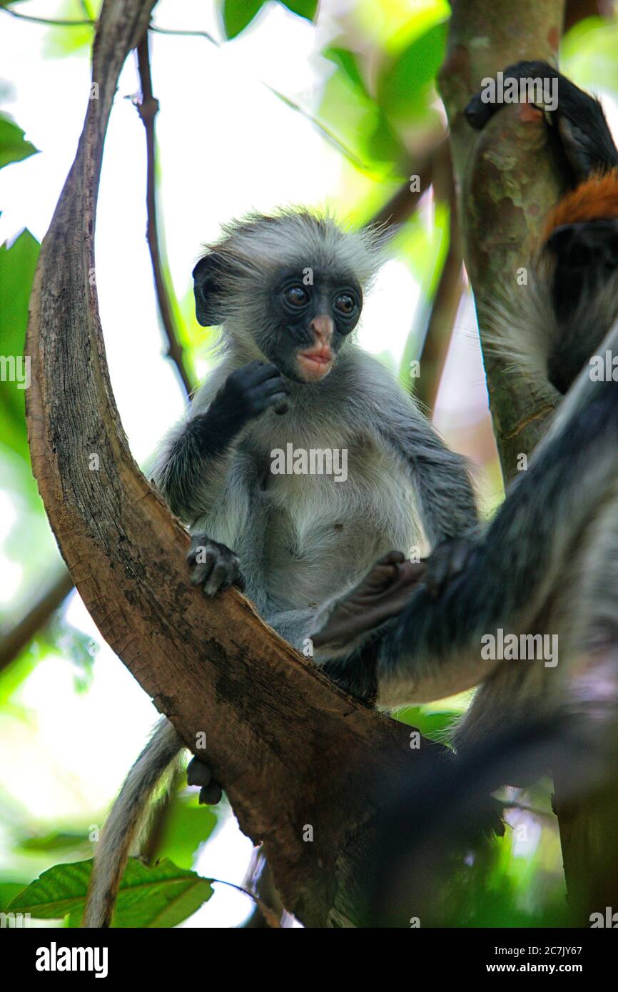 Tanzanie, archipel de Zanzibar, île d'Unguja (Zanzibar), singe colobus ...