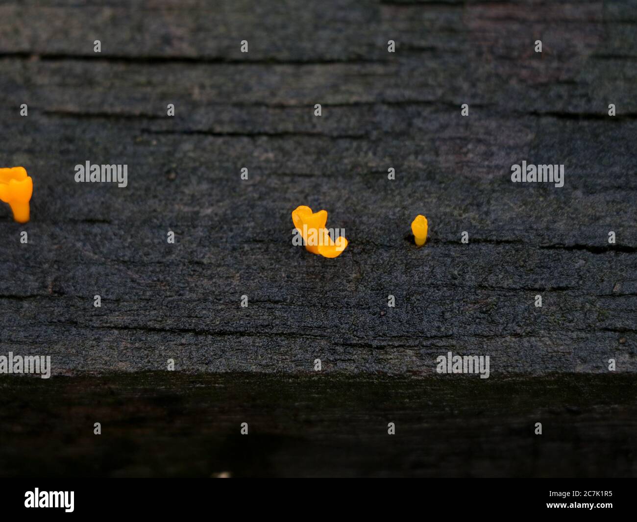 Planche en décomposition Banque de photographies et d’images à haute ...