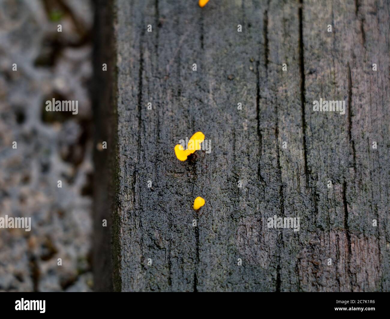 Planche en décomposition Banque de photographies et d’images à haute ...