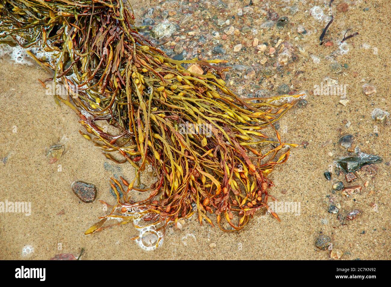 Algues eucaryotes Banque de photographies et d’images à haute ...