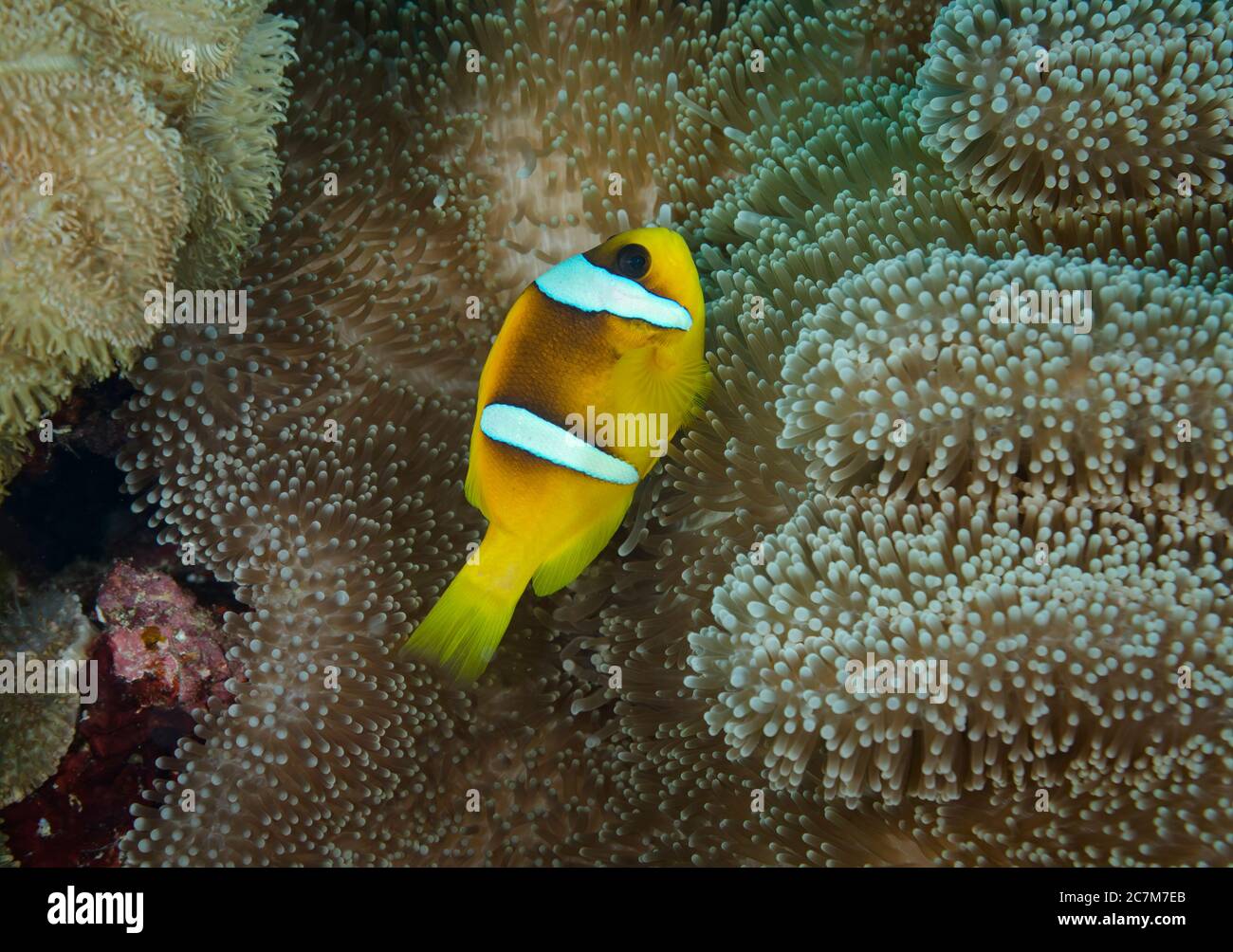 Poisson clown amphiprion bicinctus Banque de photographies et d’images ...