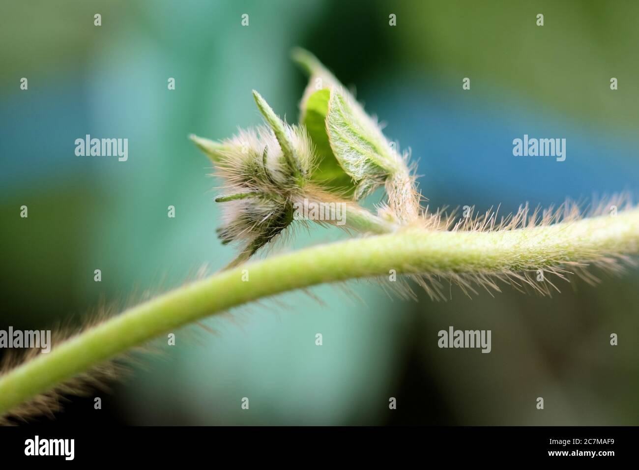 Tige velue Banque de photographies et d’images à haute résolution - Alamy