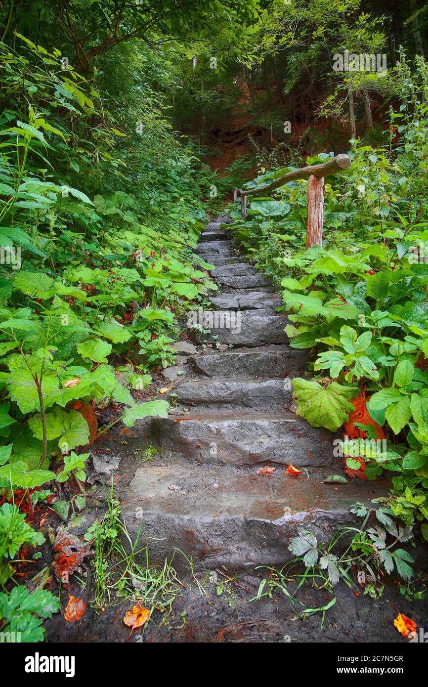 Escalier en pierre menant à un passage traversant la forêt. Le chemin ...