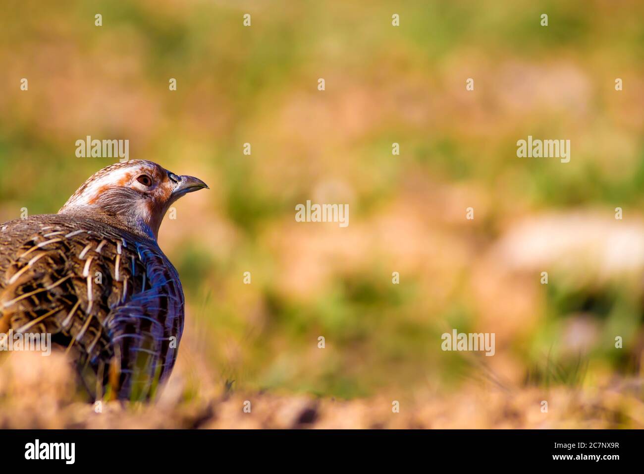 Perdrix. Fond vert-marron nature. Oiseau : perdrix gris. Perdix perdix ...