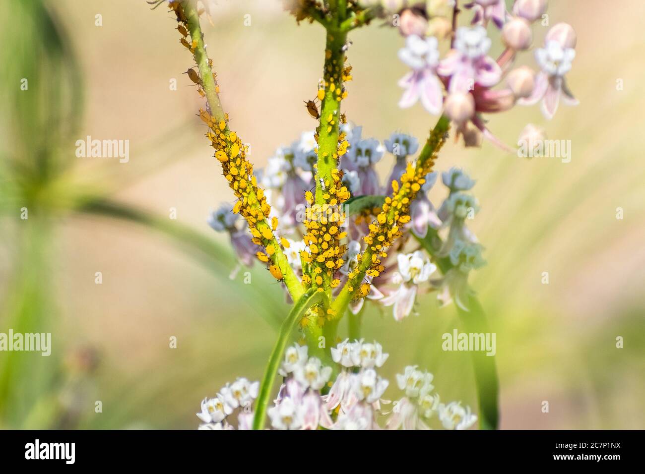 Gros plan des pucerons (poux, mouche verte, mouche noire ou blanche ...
