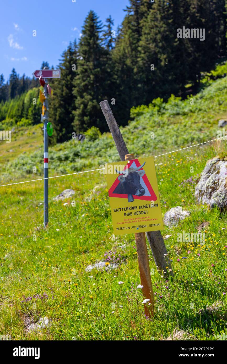 Vaches agressives Banque de photographies et d’images à haute ...