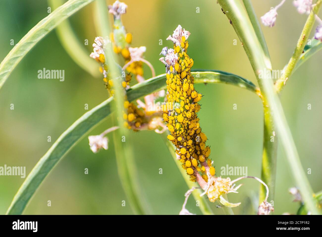 Gros plan de pucerons Banque de photographies et d’images à haute ...