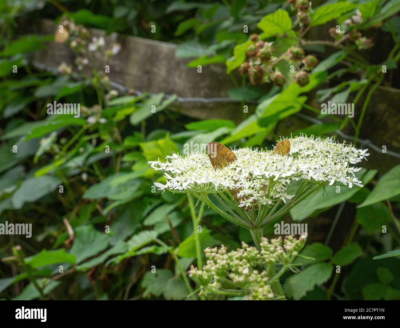 Fleur de persil Banque de photographies et d’images à haute résolution ...