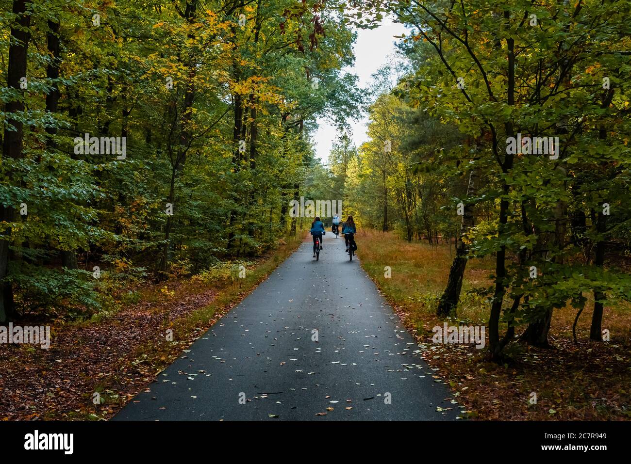 Piste cyclable à travers une forêt d'automne, piste cyclable avec ...