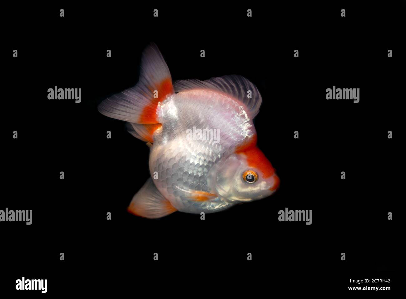 Beau poisson rouge ryukin Banque de photographies et d’images à haute ...