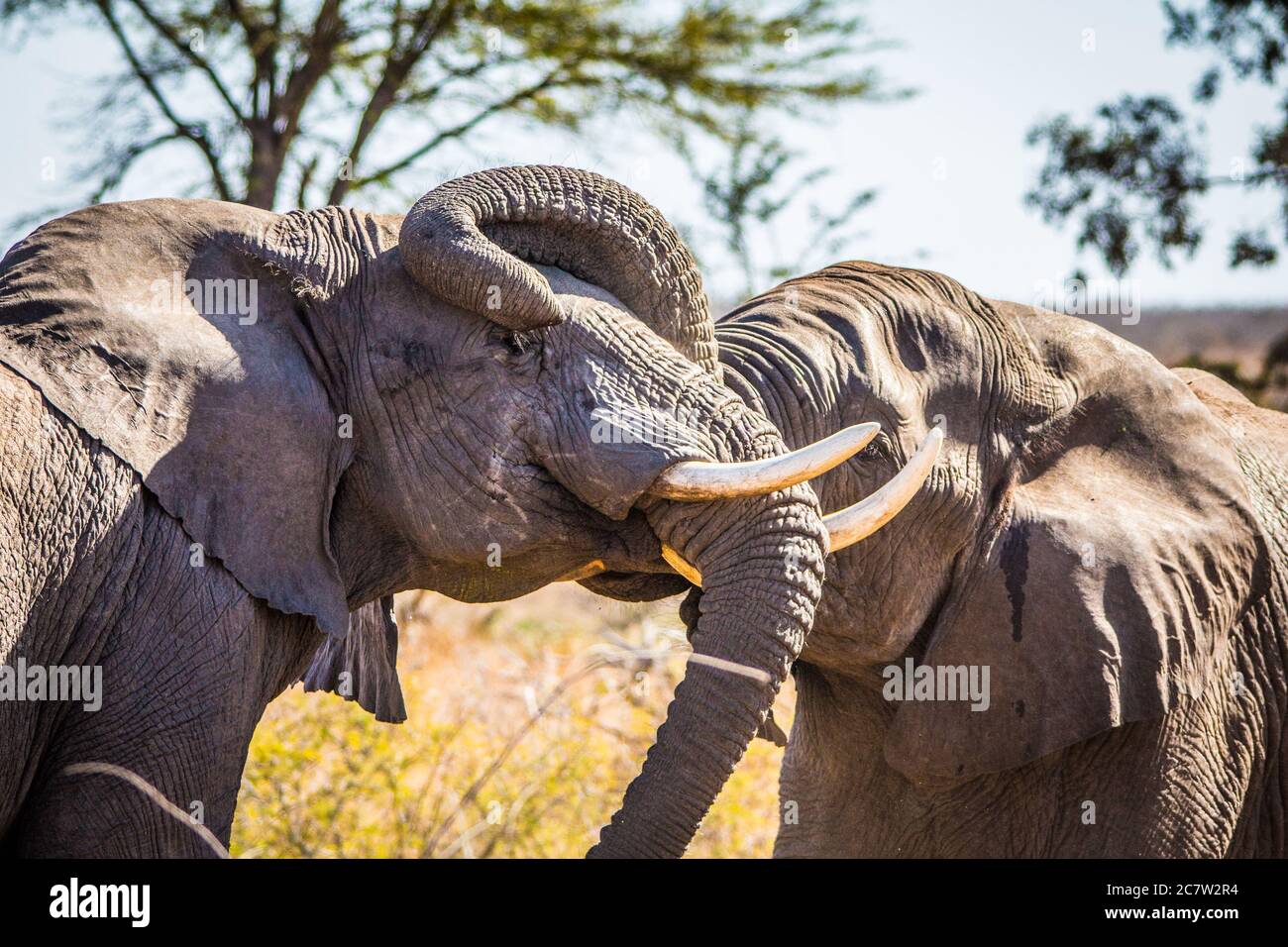 2 elephants Banque de photographies et d’images à haute résolution - Alamy
