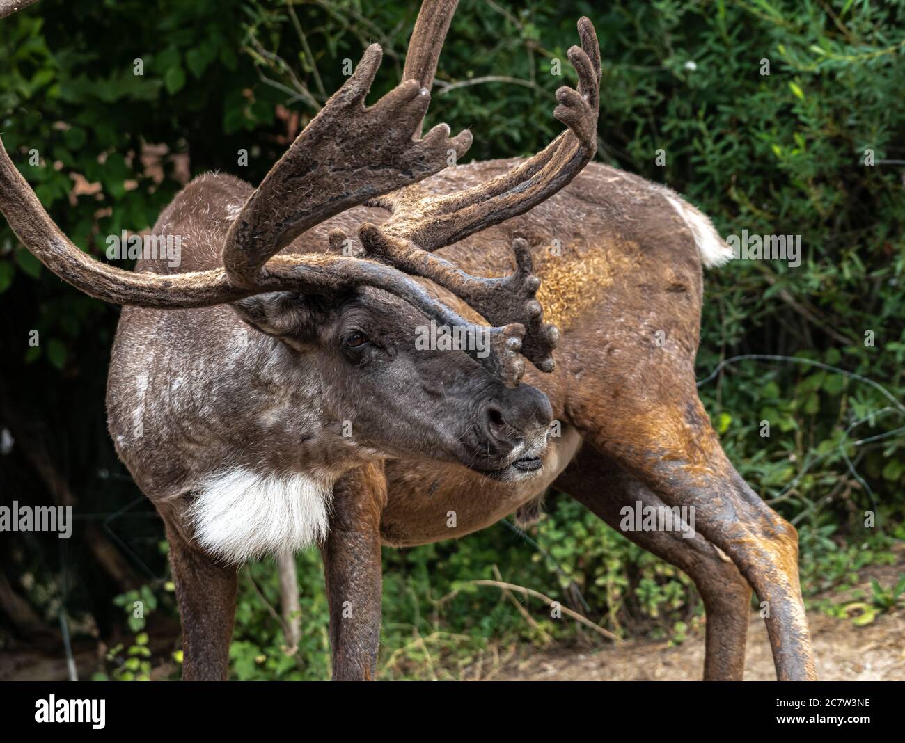 Tarandus caribou Banque de photographies et d’images à haute résolution ...