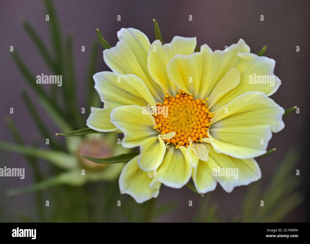 Cosmos xanthos Banque de photographies et d’images à haute résolution ...
