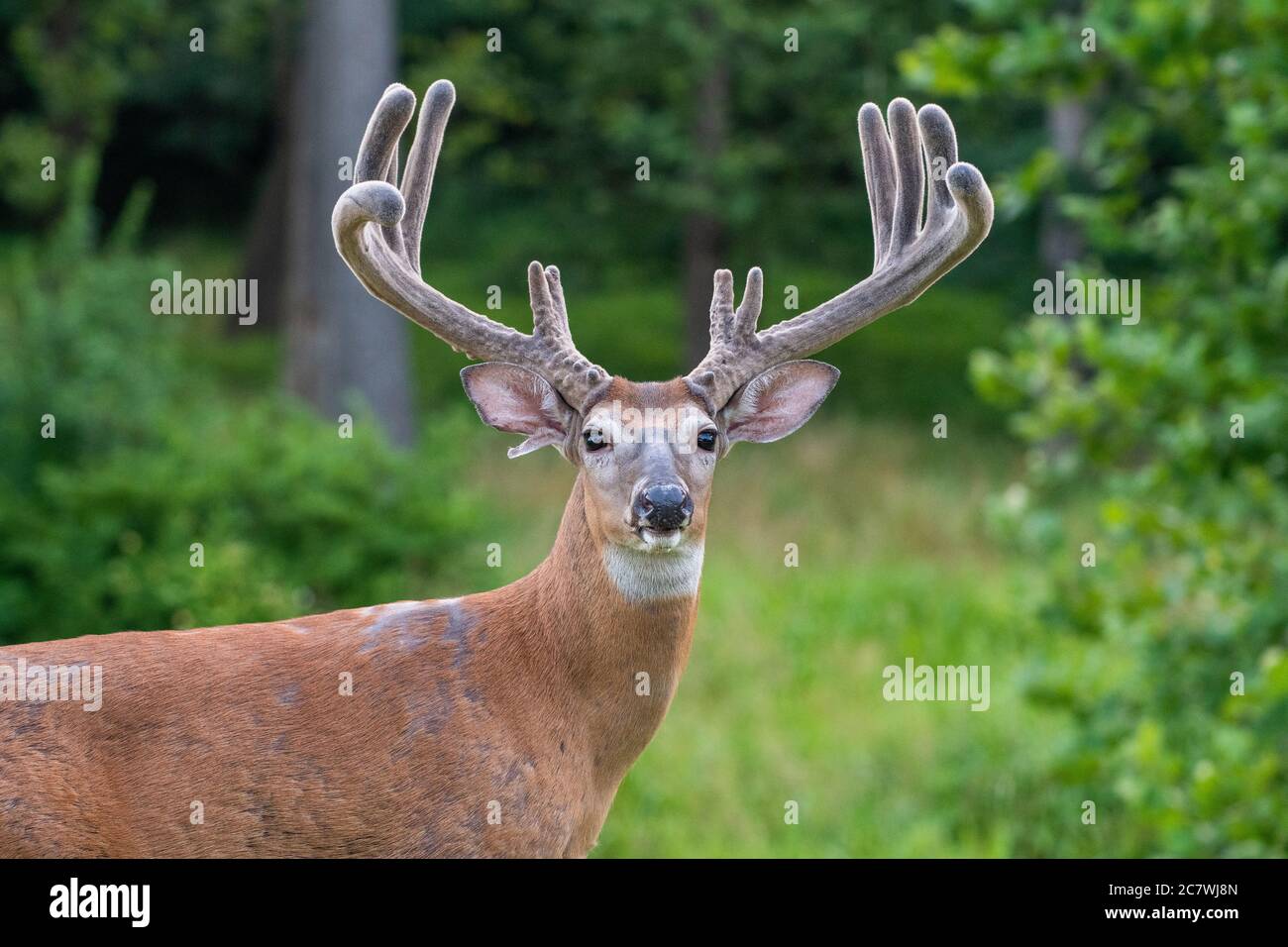 Portrait de gros buck de cerf à queue blanche avec bois de velours dans ...