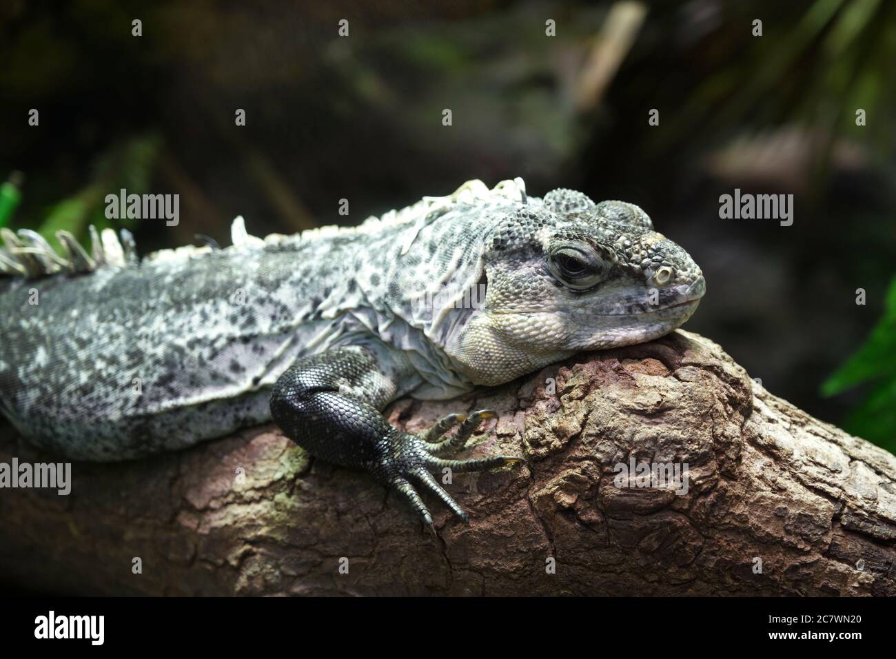 Utila iguane Banque de photographies et d’images à haute résolution - Alamy
