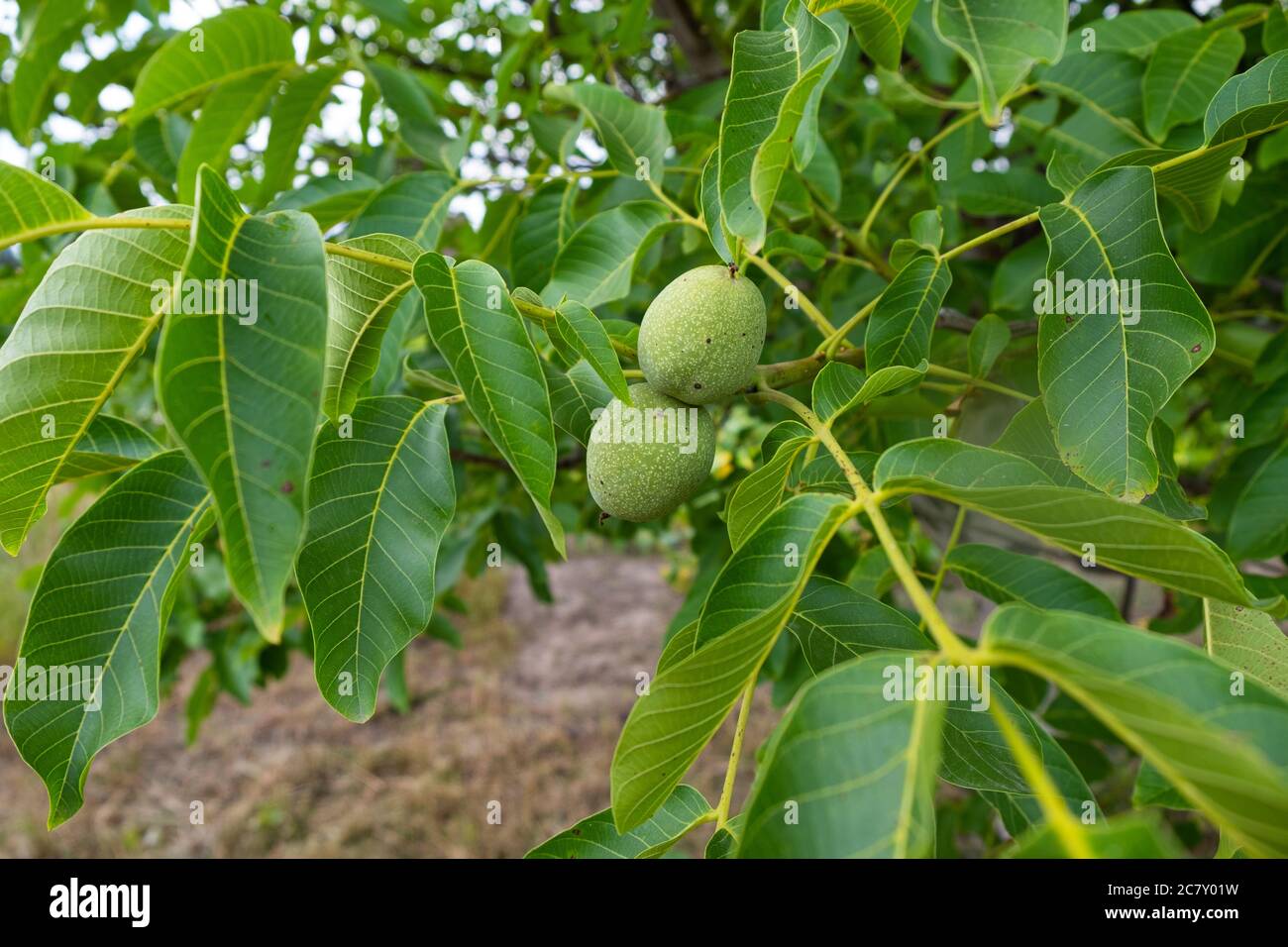 Noix qui poussent sur un arbre Banque de photographies et d’images à ...